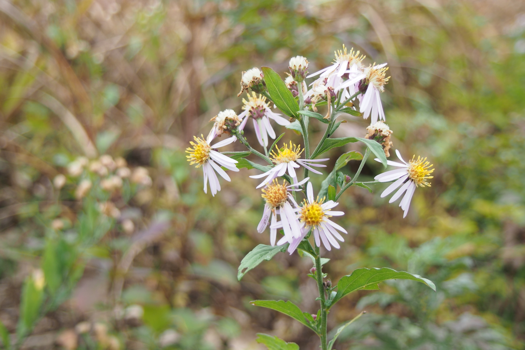Aster microcephalus var. ovatus (Franch. & Sav.) Soejima & Mot.Ito