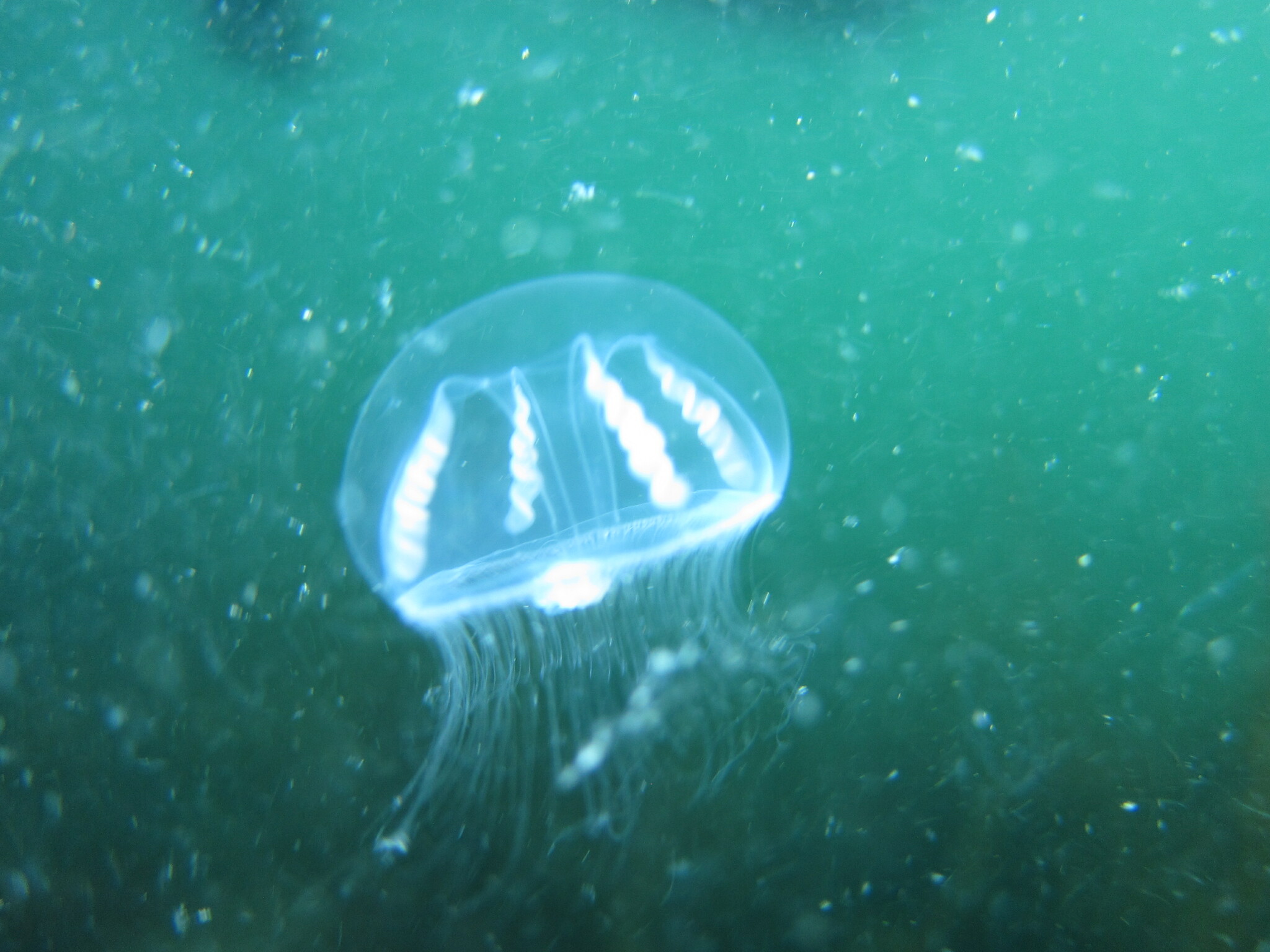 Eutonina indicans (Romanes, 1876)