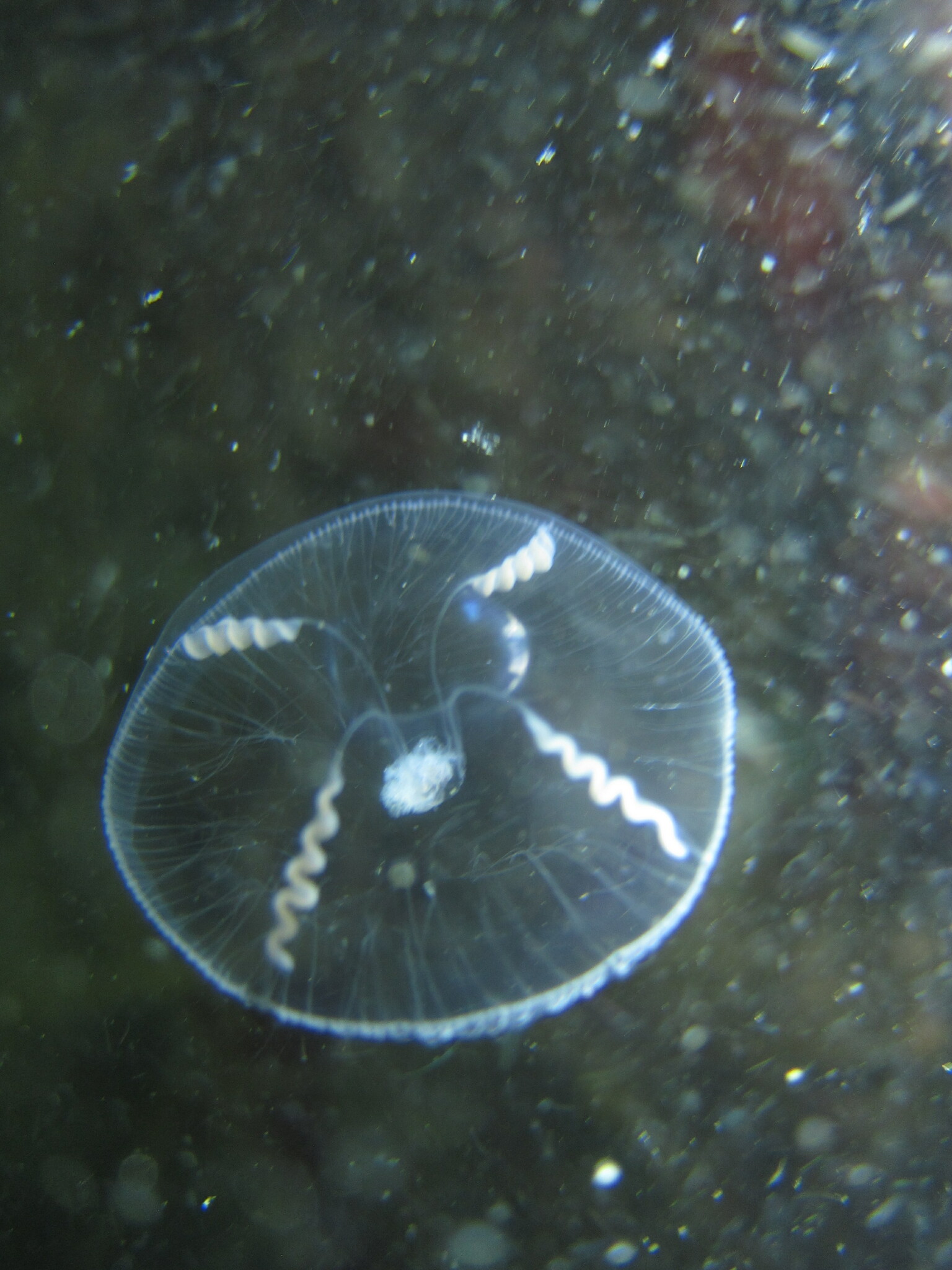 Eutonina indicans (Romanes, 1876)