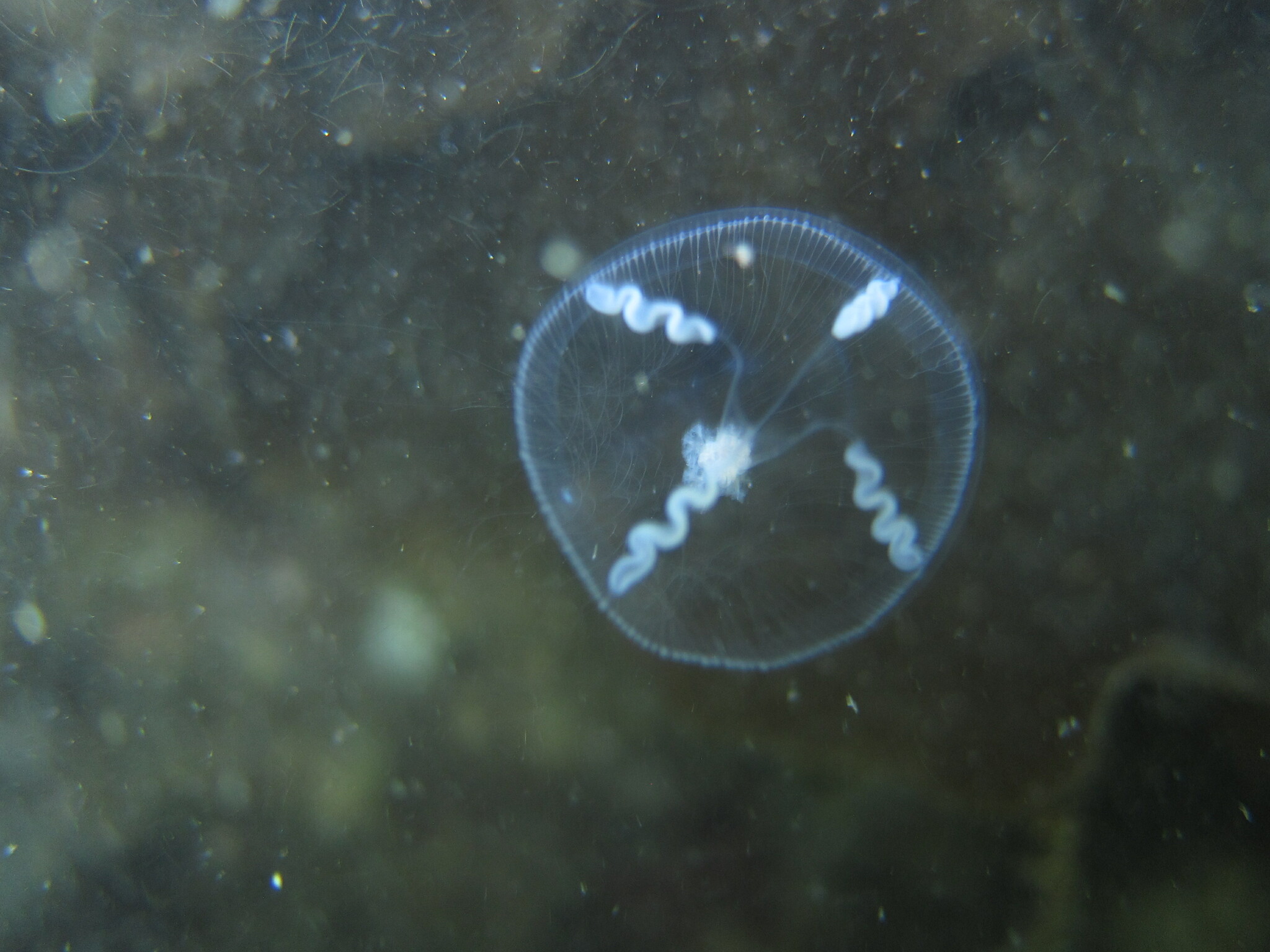 Eutonina indicans (Romanes, 1876)