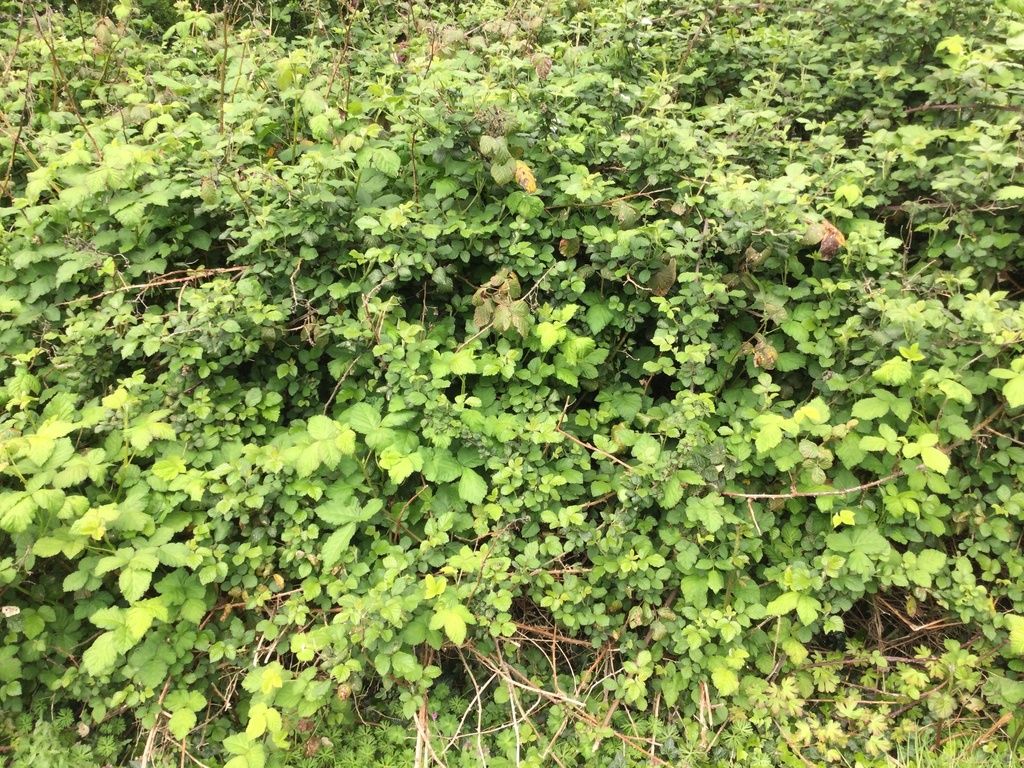 brambles from Blockley Road, Wembley, England, GB on May 01, 2023 at 11 ...