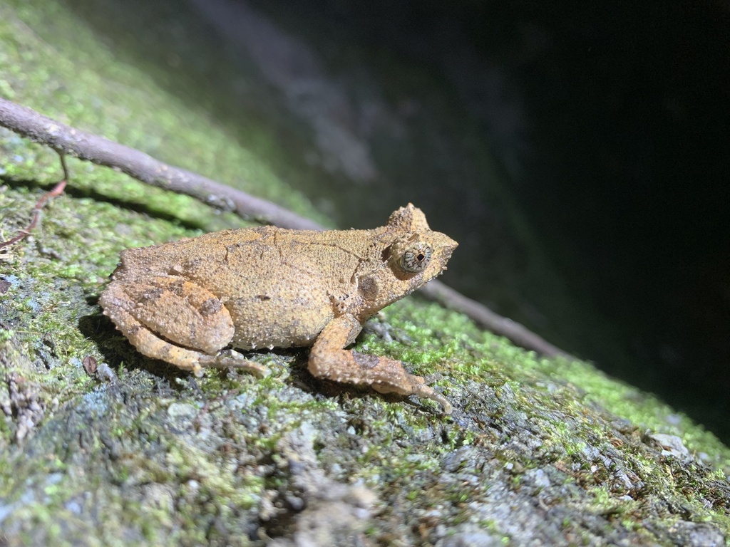 Short-legged Horned Toad from Hong Kong Island, The Peak, HK on April ...