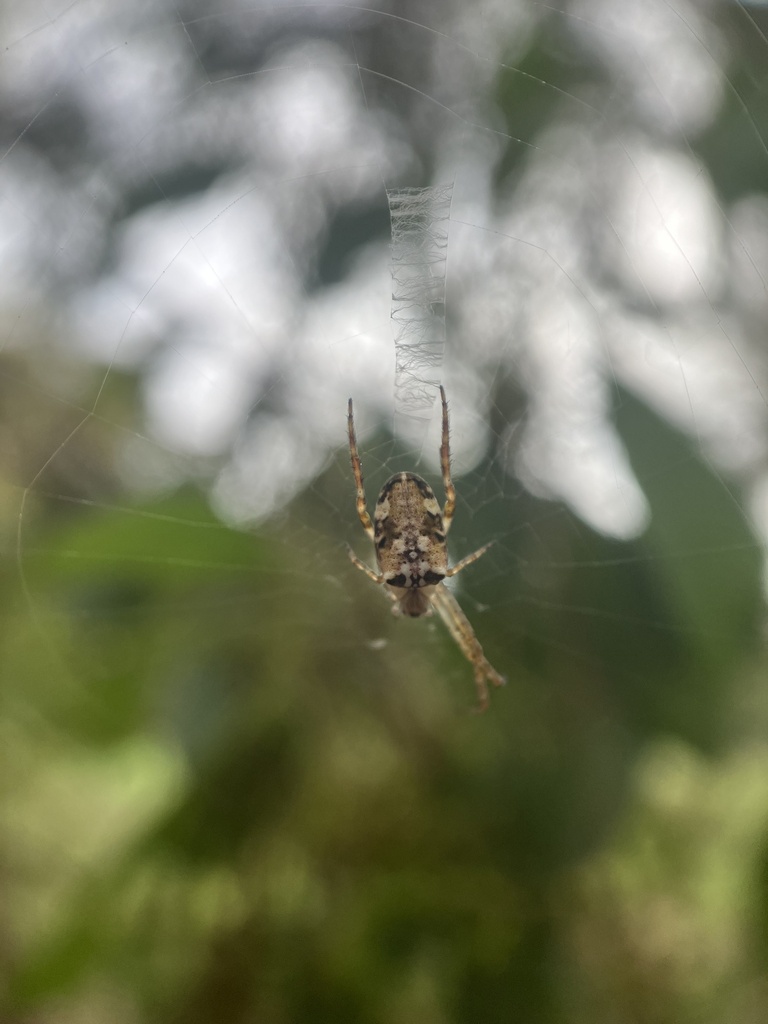 Eastern Bush Orbweaver from The Waite Arboretum, Urrbrae, SA, AU on May ...