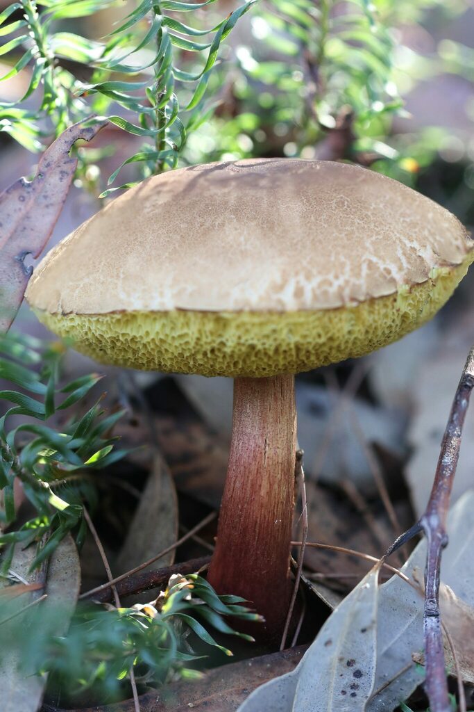 Boletellus badiovinosus from Cowan NSW 2081, Australia on April 30 ...