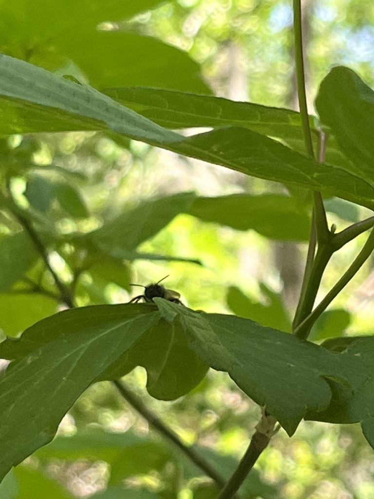 Bees from RT-94, Augusta, MO, US on April 29, 2023 at 01:54 PM by ...