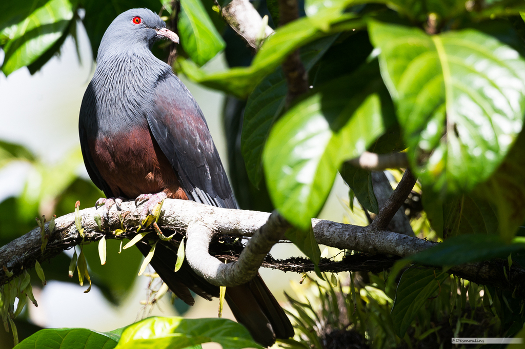 Goliath Imperial Pigeon (Ducula goliath) - Avian Discovery