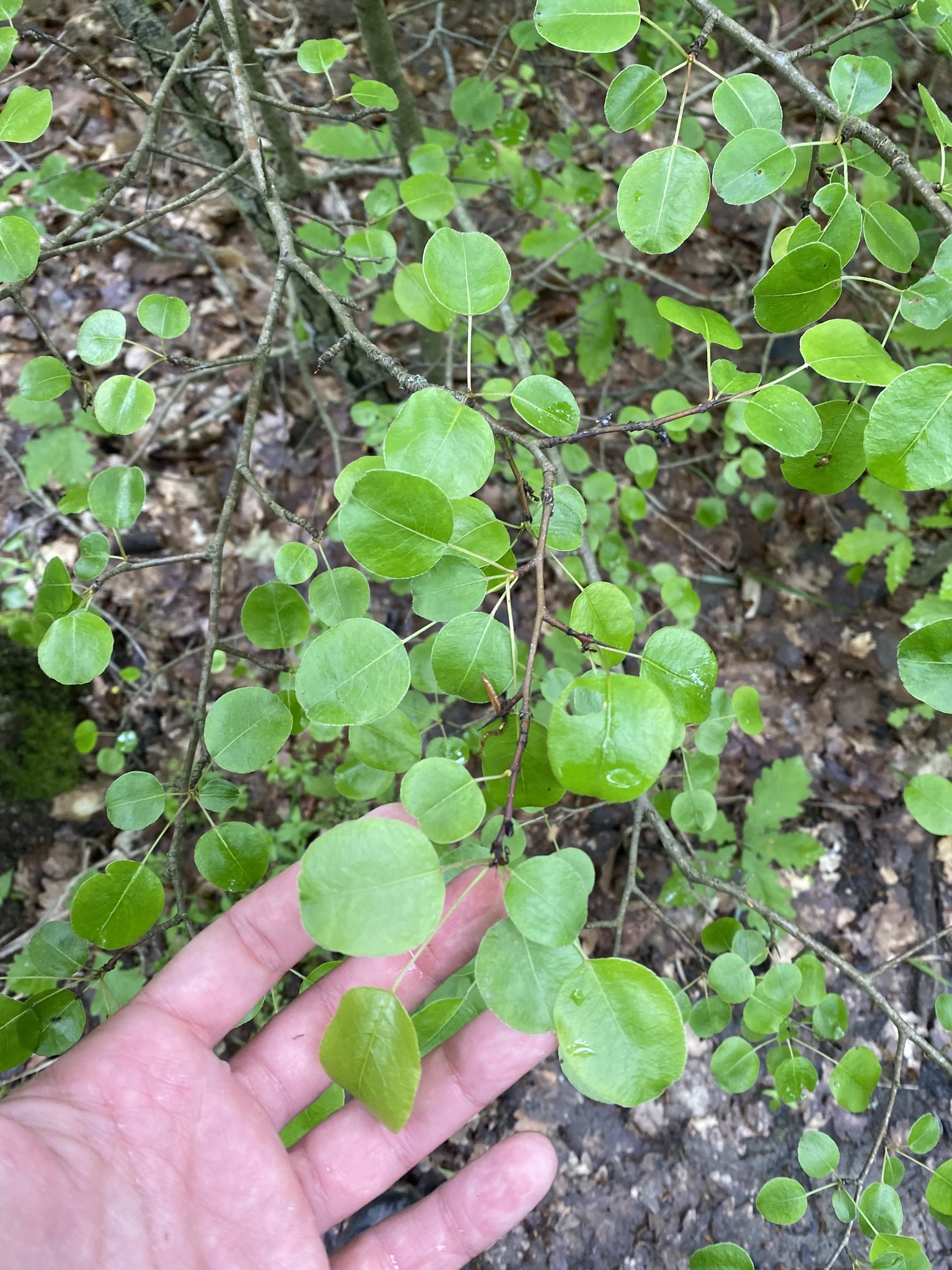 Pyrus communis subsp. caucasica (Fed.) Browicz