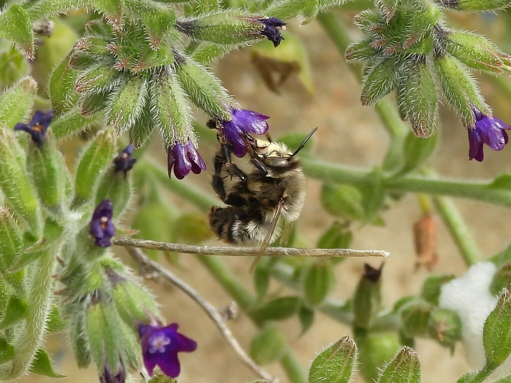 Anthophora fulvitarsis from Western Greece, Greece on April 10, 2023 at ...