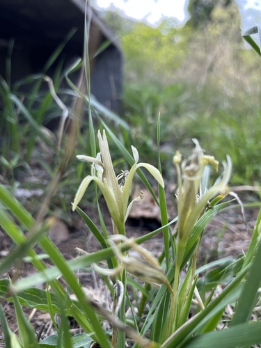 Iris kobayashii · iNaturalist United Kingdom