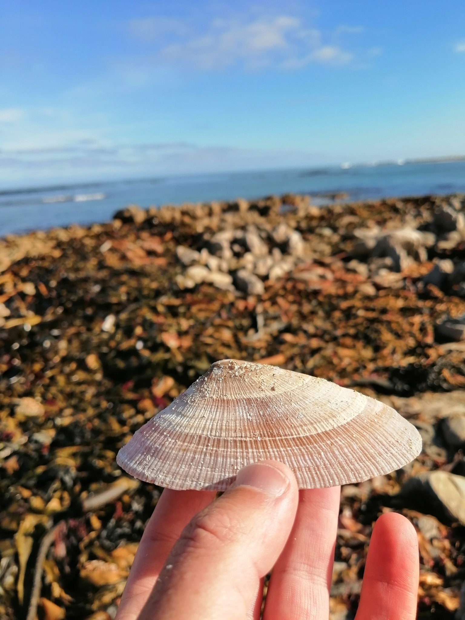 Cymbula compressa (Linnaeus, 1758)