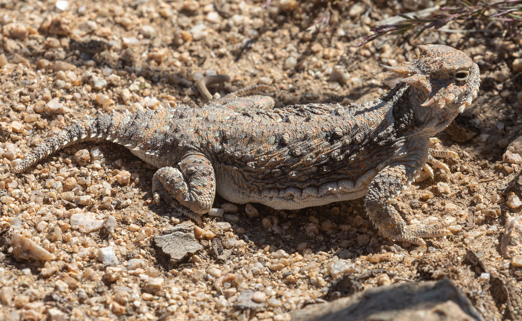 Desert Horned Lizard from Joshua Tree National Park, Riverside ...
