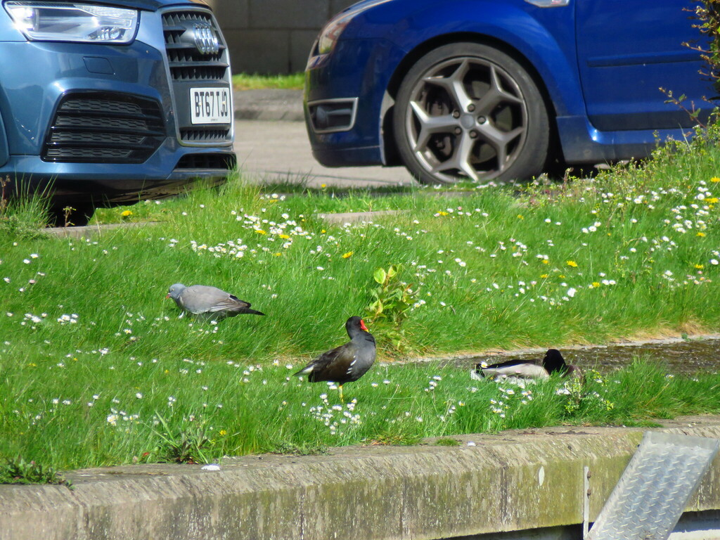 Mallard from Victoria Park, Hull, UK on May 01, 2023 at 09:56 AM by ...