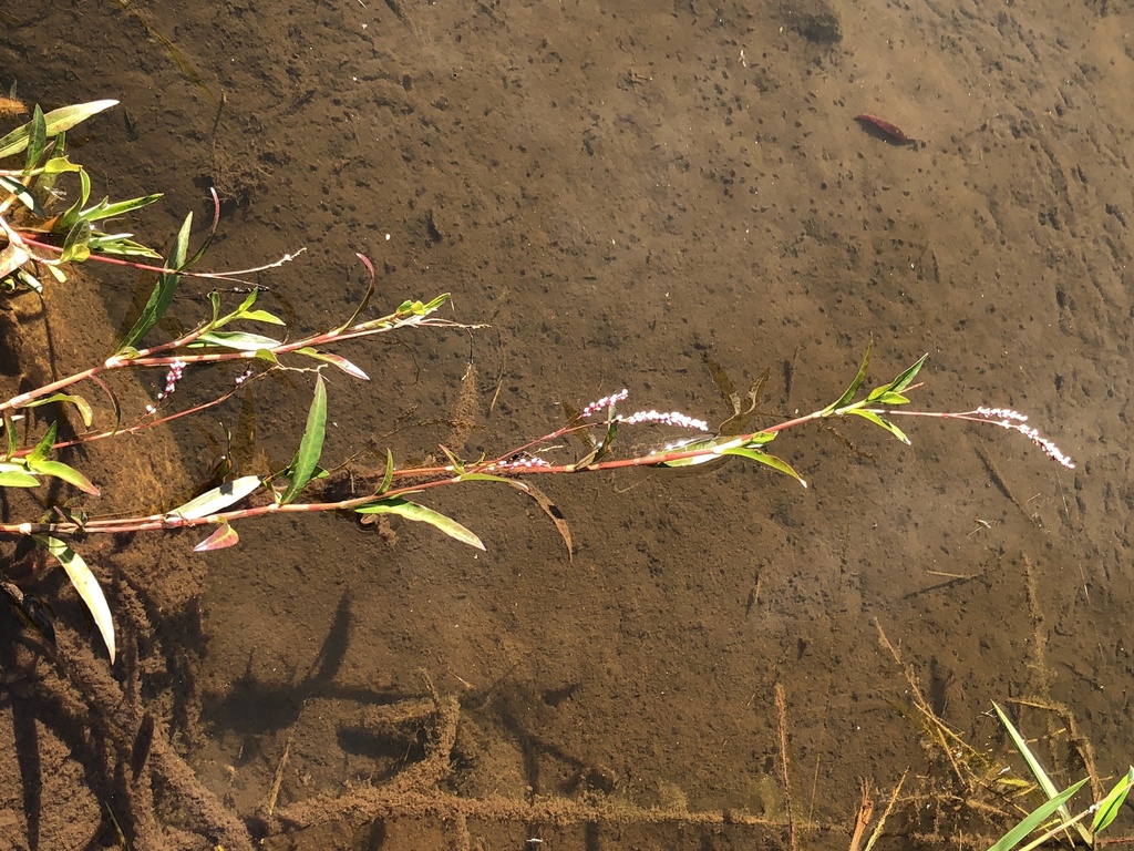 slender knotweed from Kirstenbosch National Botanical Garden, Cape Town ...