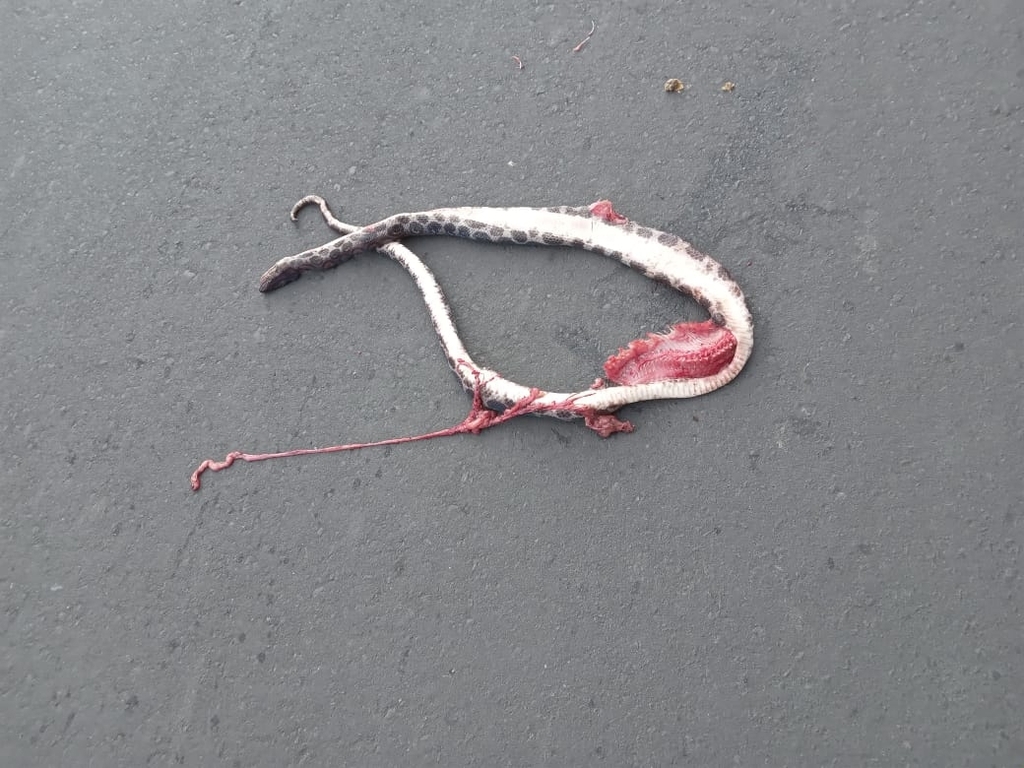 Western Rainbow Boa from Macuma, Ecuador on April 30, 2023 by Edison ...