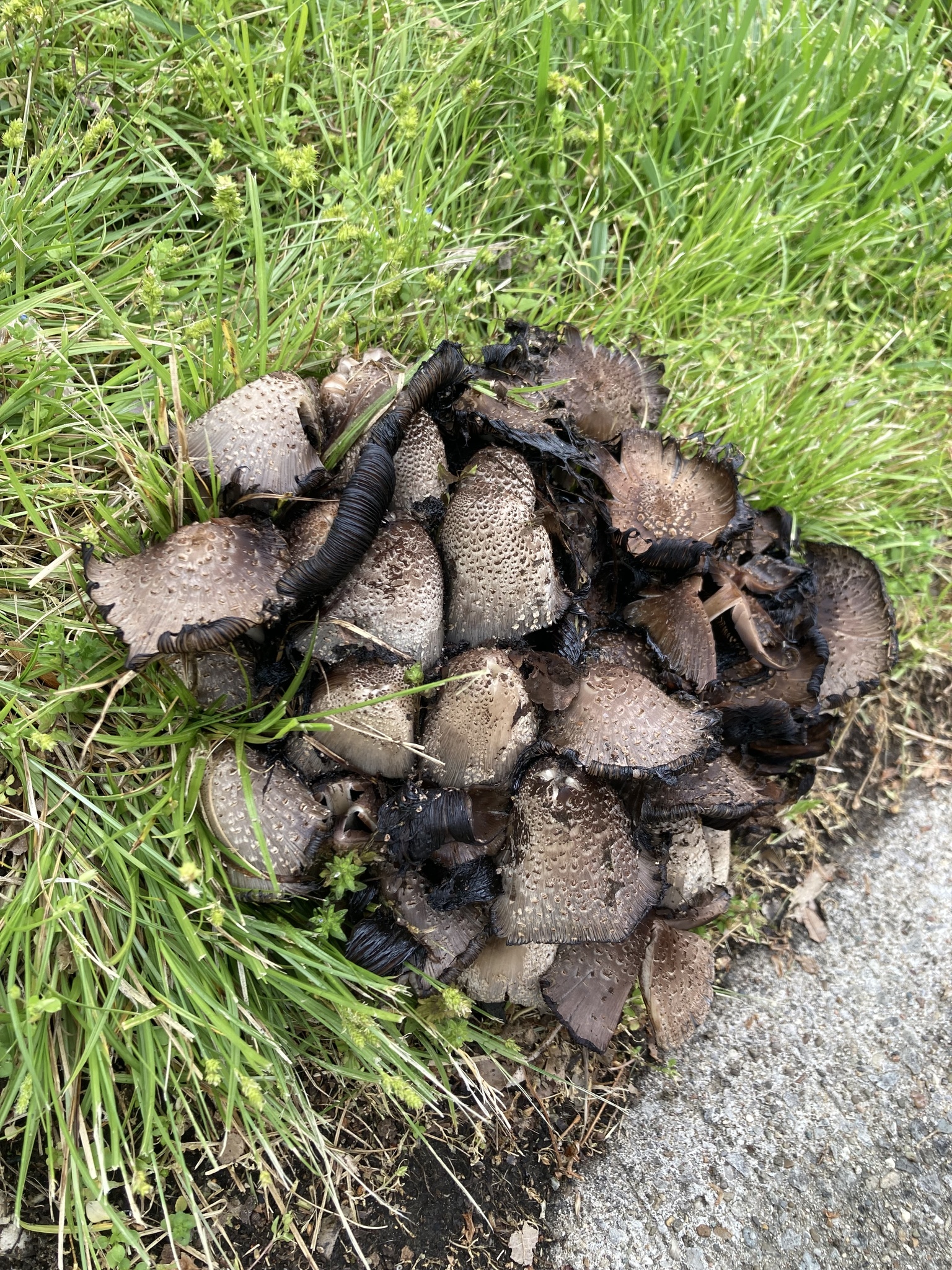 Coprinopsis variegata (Peck) Redhead, Vilgalys & Moncalvo