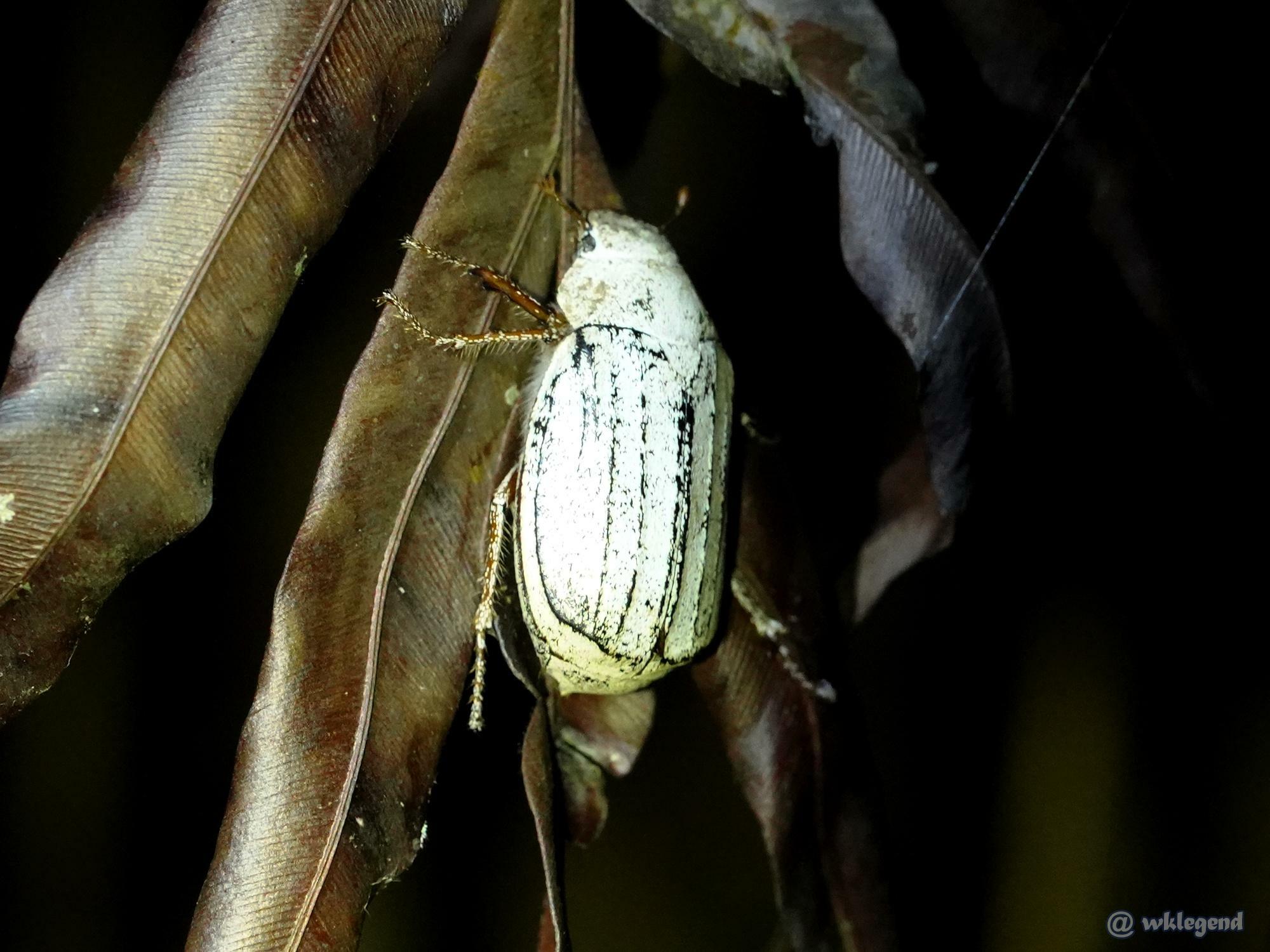 Cyphochilus apicalis Waterhouse, 1867