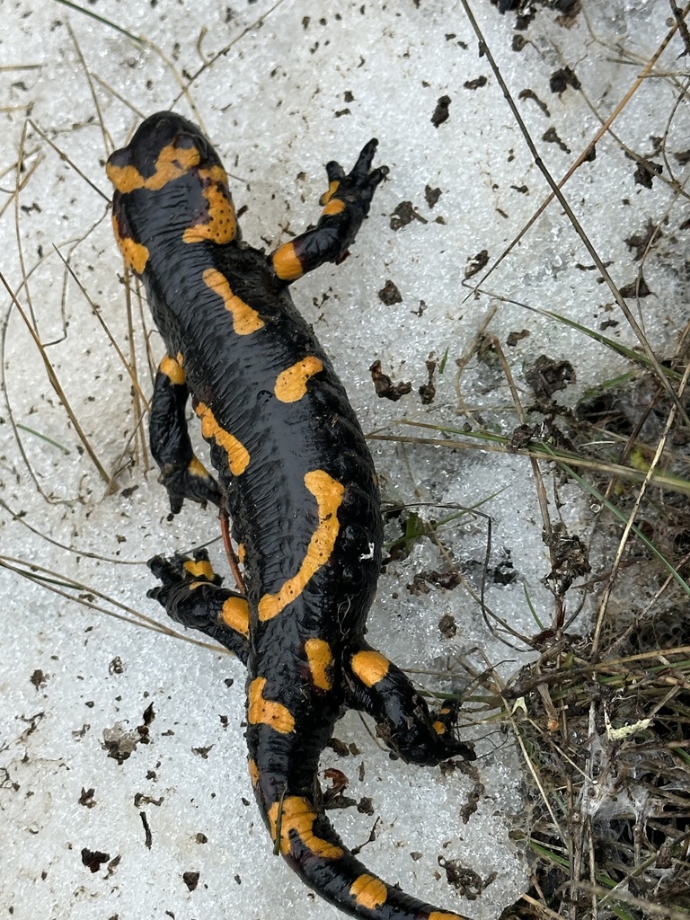 Fire Salamander from Northern Pindos National Park, Konitsa, Epirus, GR ...