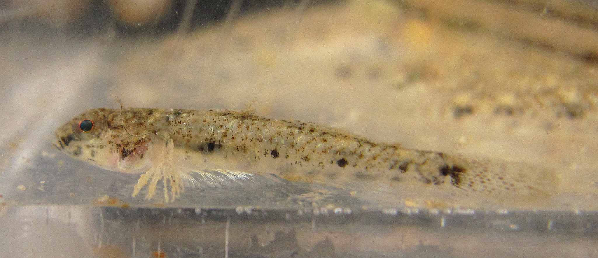 Favonigobius gymnauchen (Bleeker, 1860)