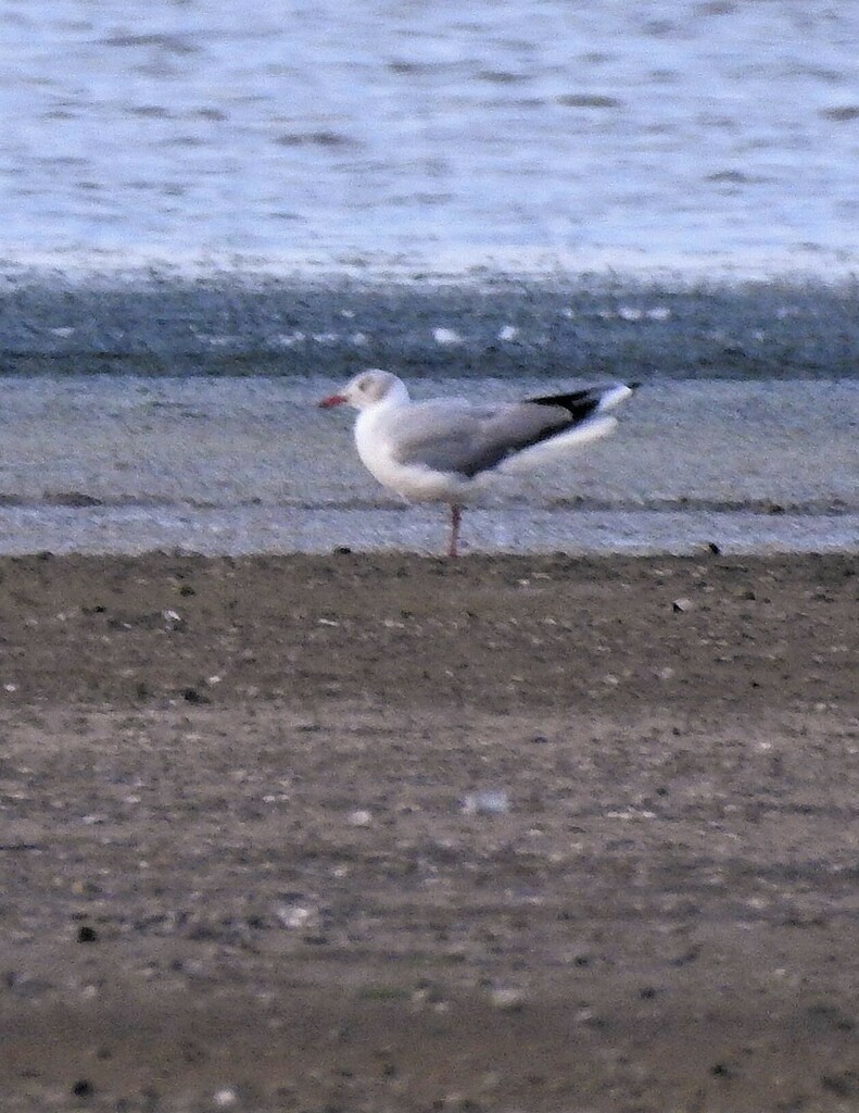Grey-hooded Gull from San Jerónimo, Santa Fe, Argentina on December 8 ...