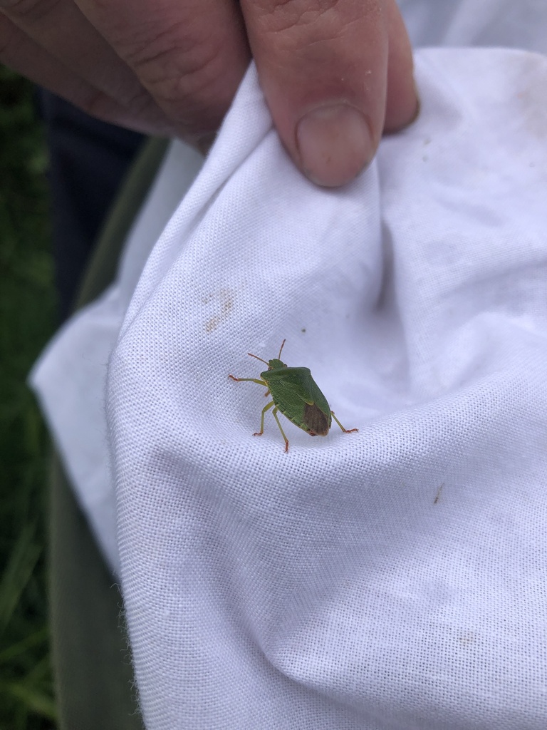 Green Shield Bug from Norton Grange, Coventry, England, GB on May 01 ...