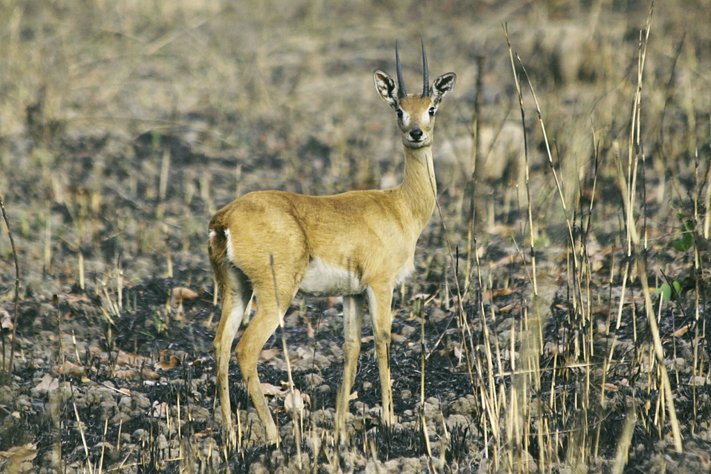 Oribi (Ourebia ourebi) - Know Your Mammals
