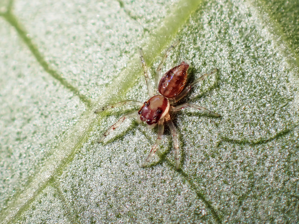 Jumping Spiders from Eastbourne, Lower Hutt 5013, New Zealand on April ...