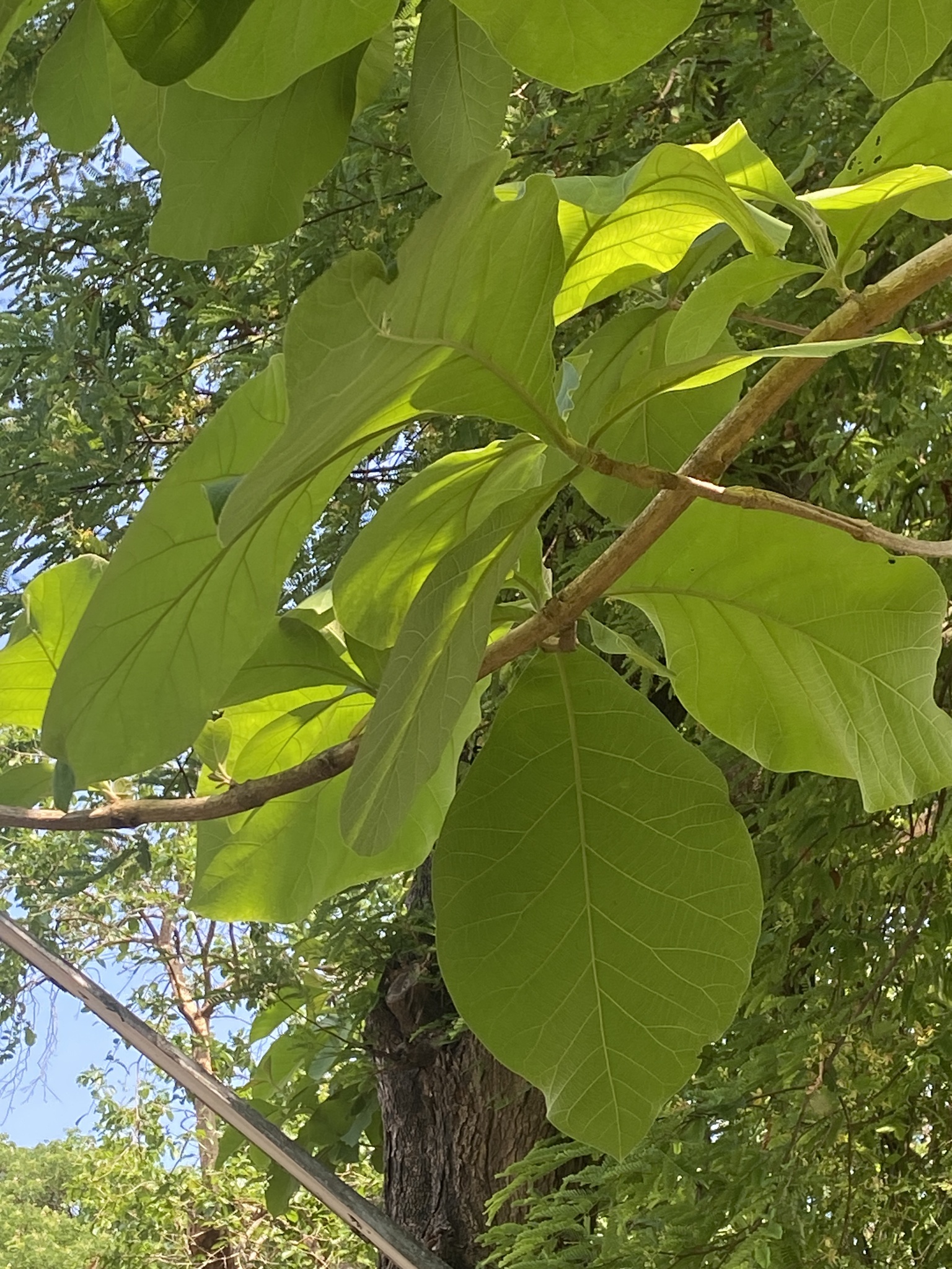Tectona grandis L.f.