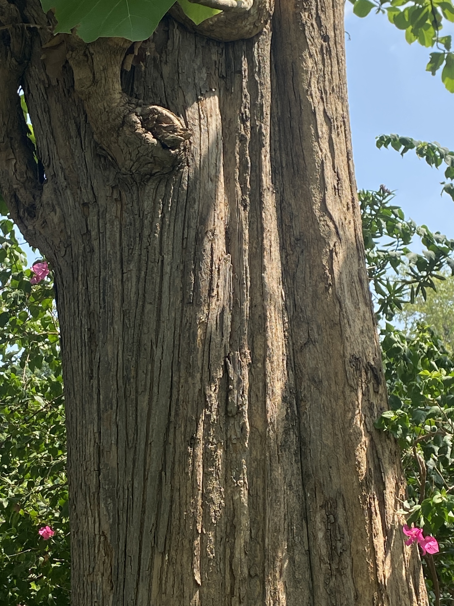 Tectona grandis L.f.