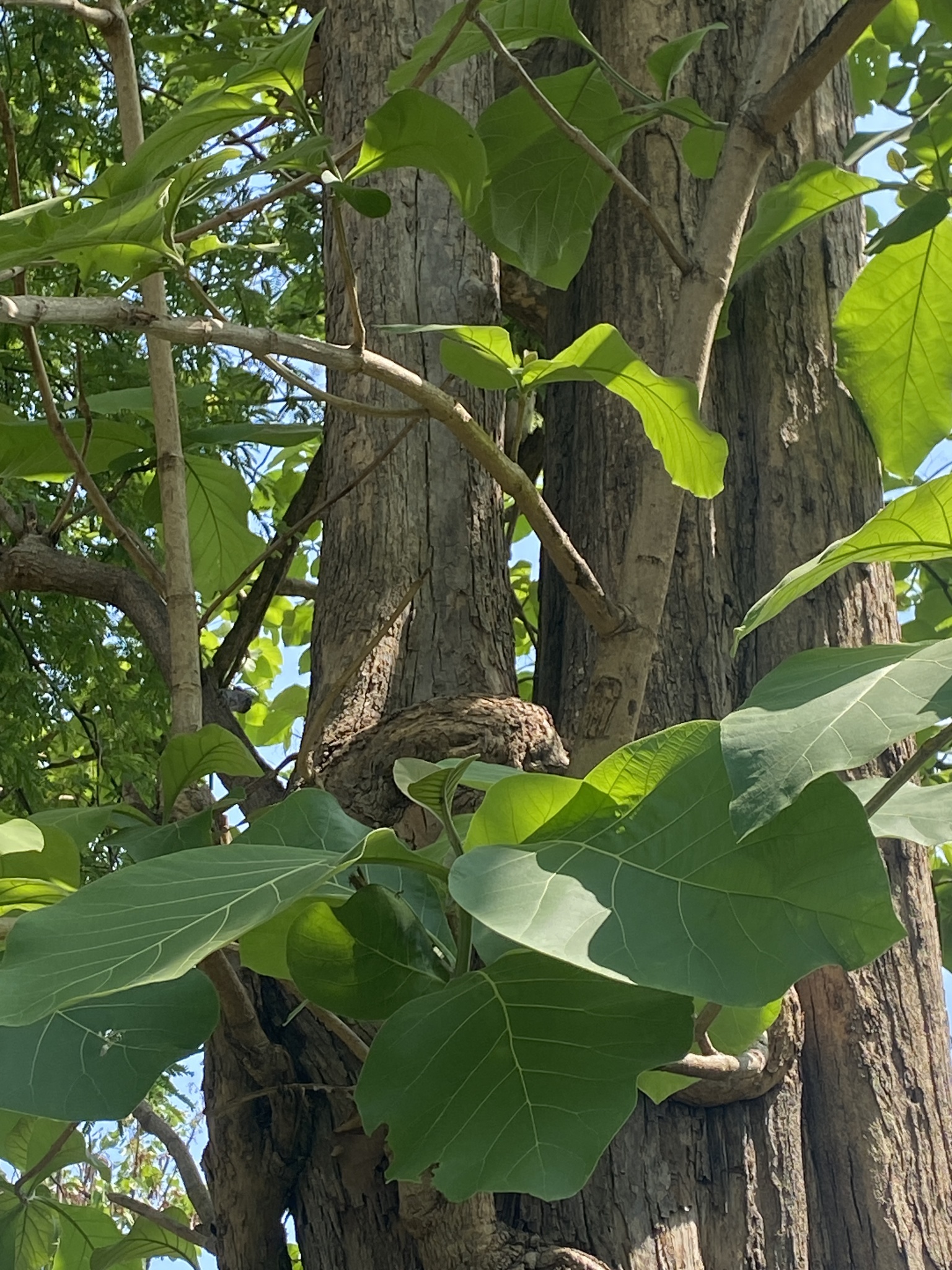 Tectona grandis L.f.