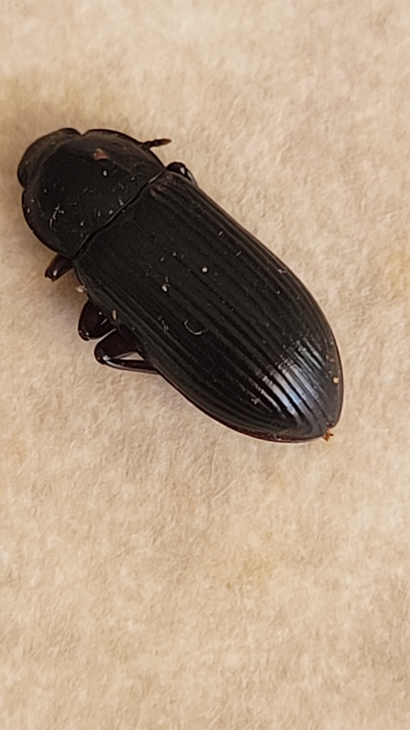 Neatus tenebrioides from Jackson, LA 70748, USA on April 30, 2023 by ...