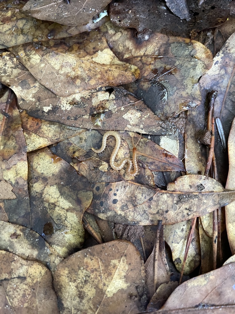 Soil Centipedes from Murray Hill Ave NE, Atlanta, GA, US on May 1, 2023 ...
