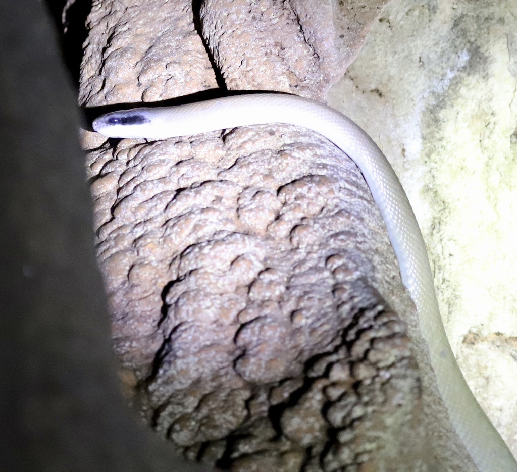 Ridley's Cave Racer from Khlong Saeng Wildlife Preserve Area, Ban Ta ...