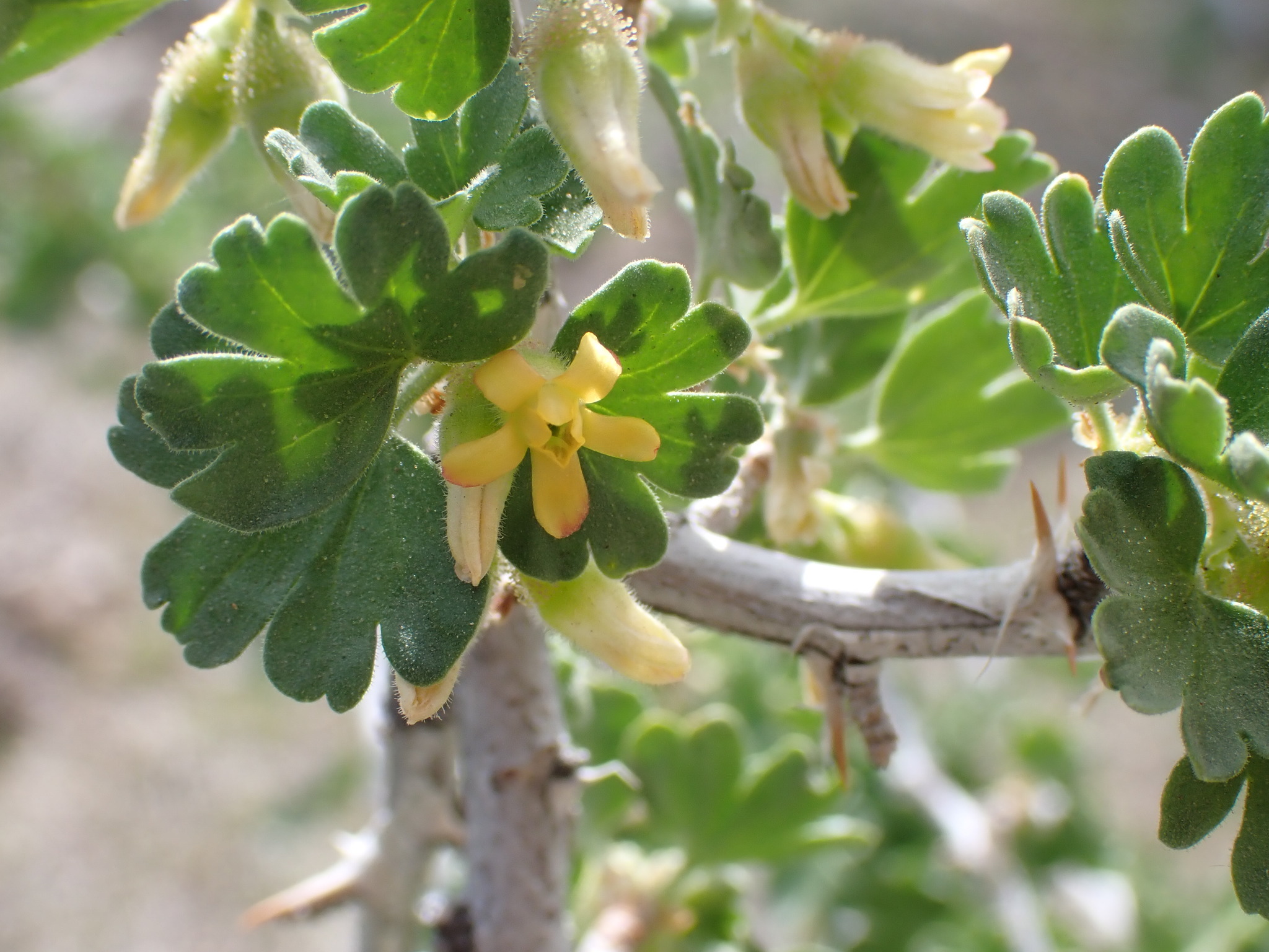 Ribes velutinum Greene