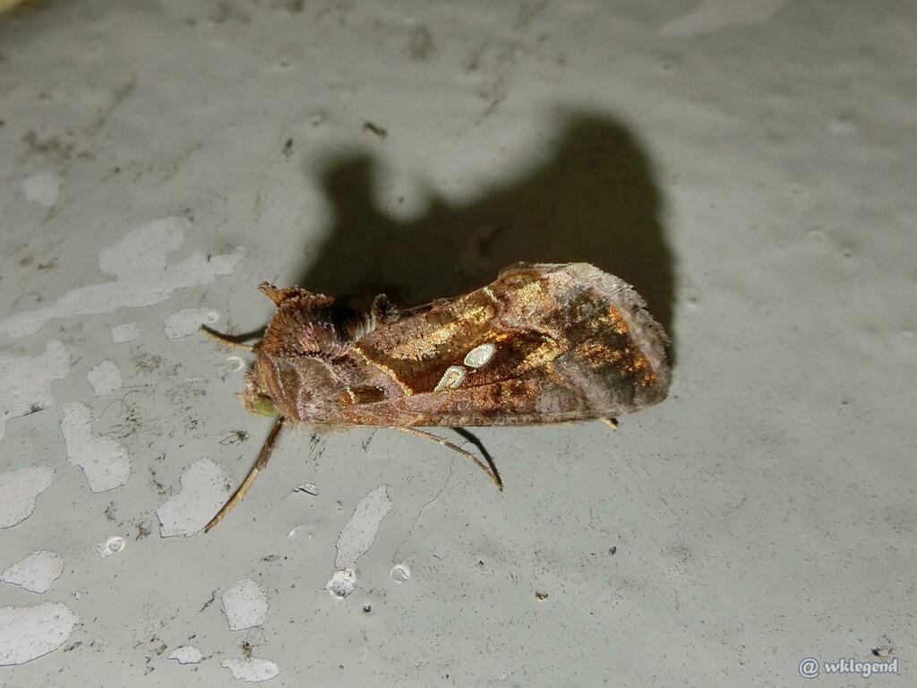 Green Garden Looper from Sai Kung, HK on April 30, 2023 by wklegend ...