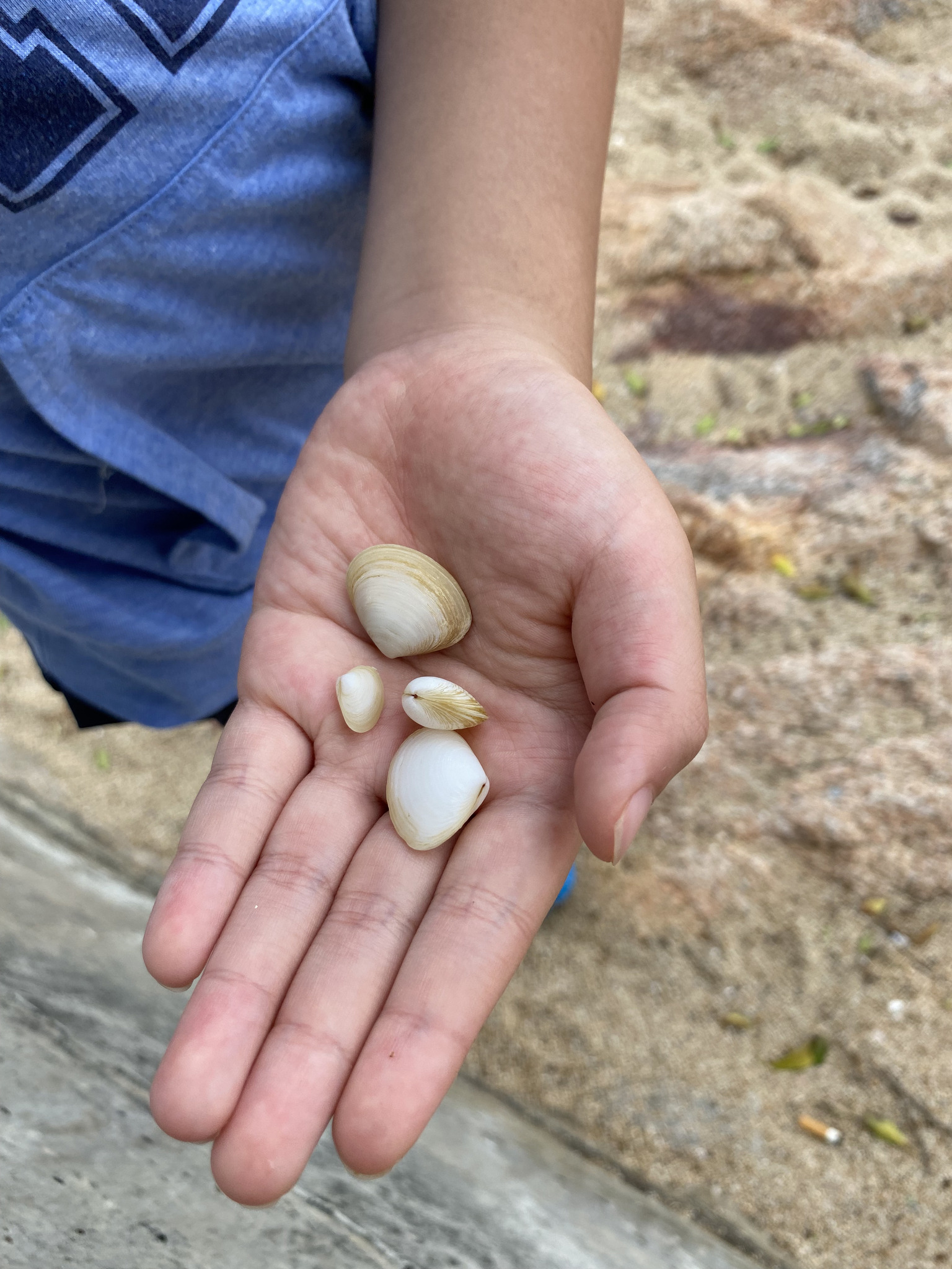 Atactodea striata (Gmelin, 1791)