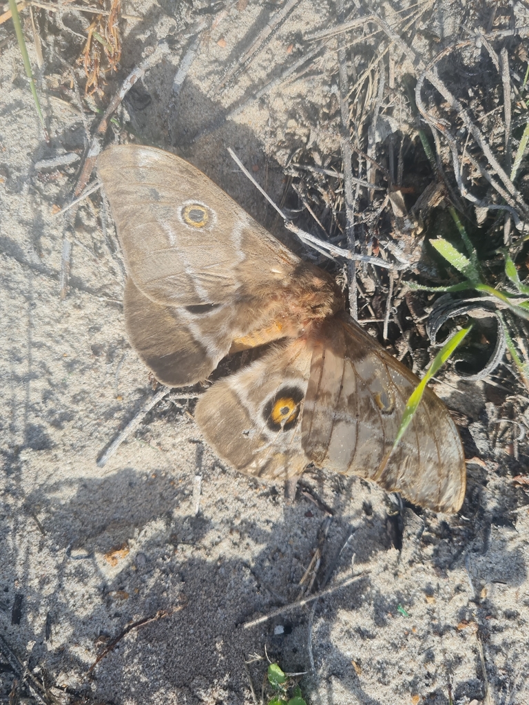 Pine Emperor from Witzands Aquifer Nature Reserve on May 1, 2023 at 02: ...