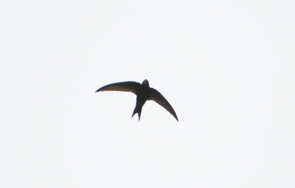 Common Swift from Rodange Pétange, Luxembourg on May 1, 2023 at 12:26 ...