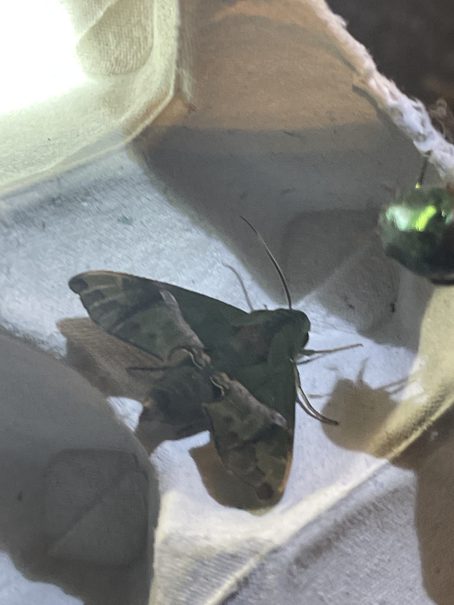 Angonyx testacea Walker, 1856