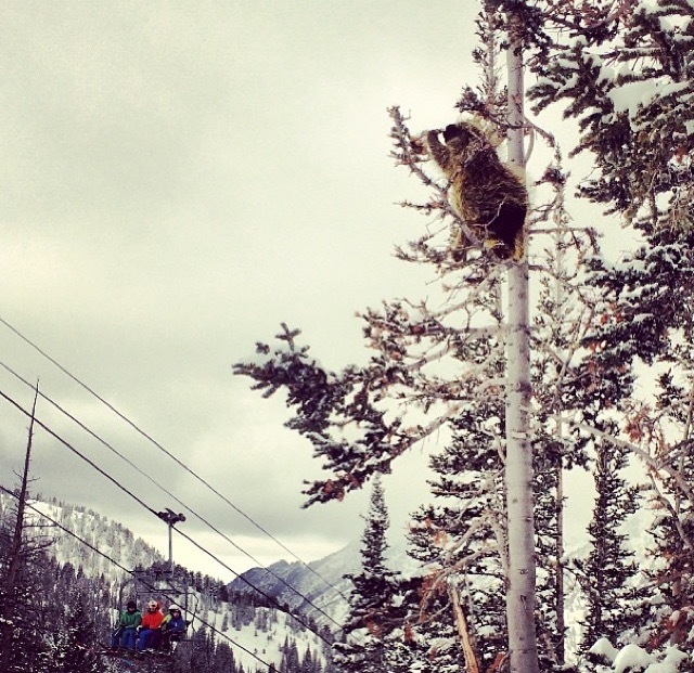 North American Porcupine from snowbird on December 18, 2013 by ...
