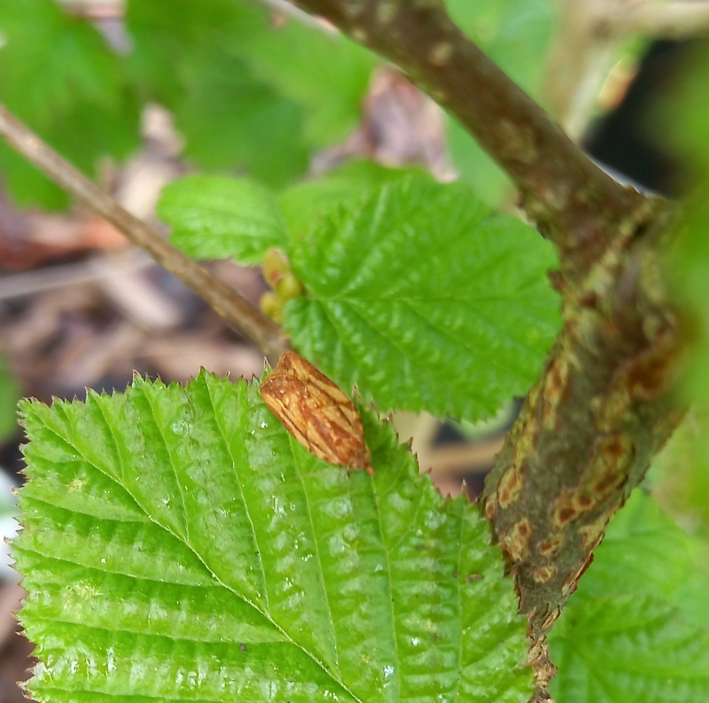 Light Brown Apple Moth from Bournville, Birmingham B30, UK on May 01 ...