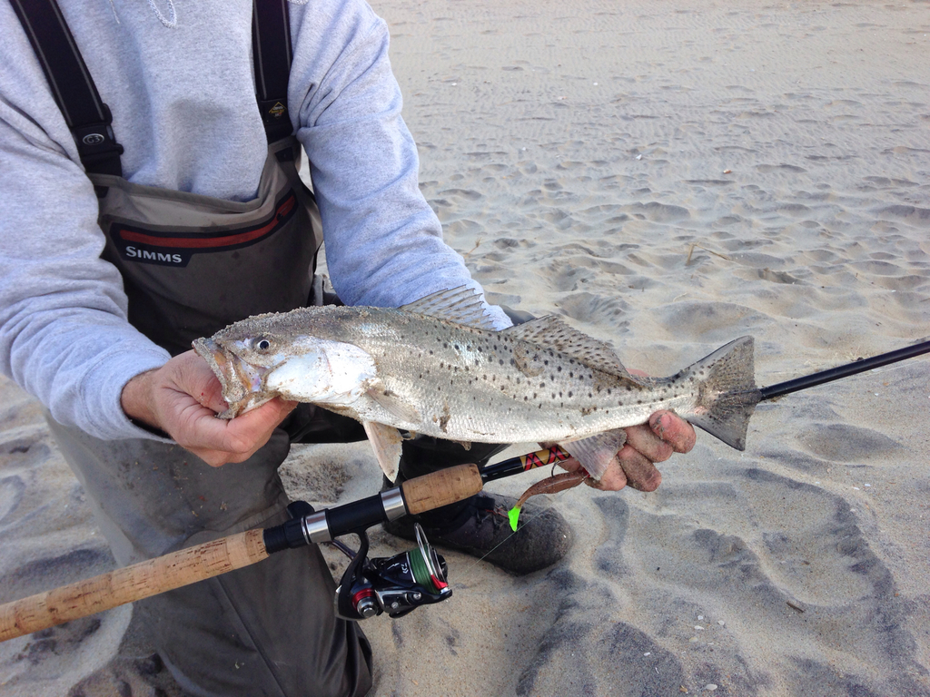 Weakfishes (Cynoscion) - Marine Life Identification