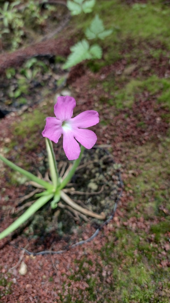 Pinguicula moctezumae from 91612 Ver., México on April 21, 2023 at 10: ...