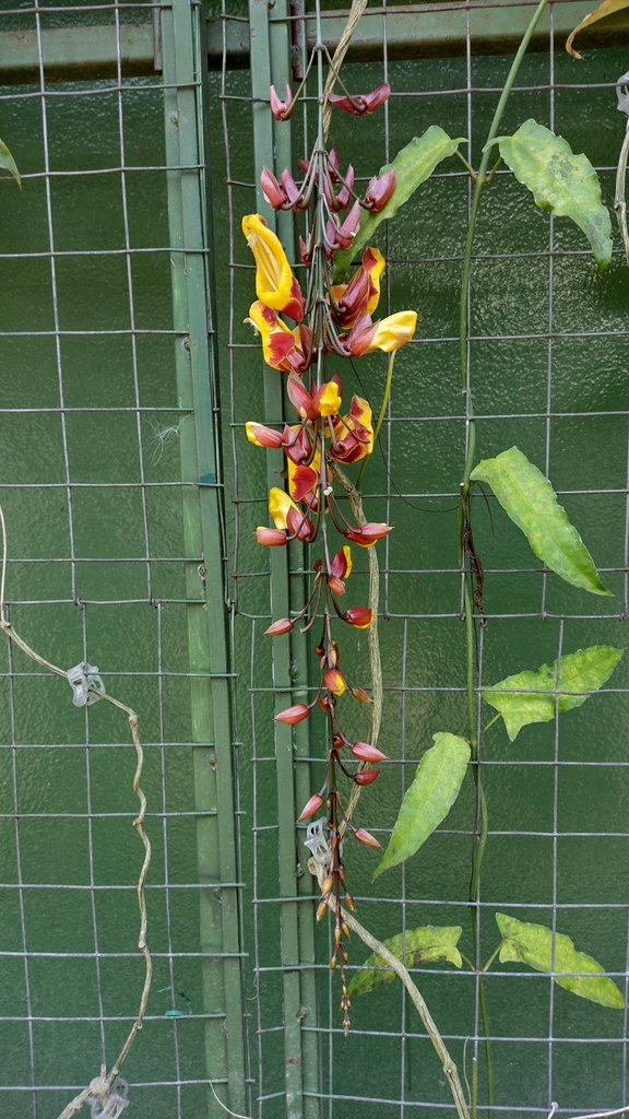 Mysore trumpetvine from 91612 Ver., México on April 21, 2023 at 12:05 ...
