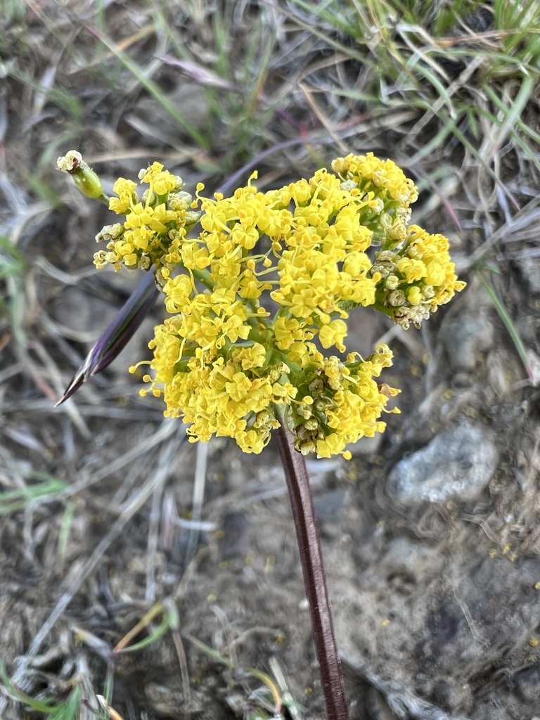 Umtanum Desertparsley from Kittitas County, WA, USA on April 29, 2023 ...