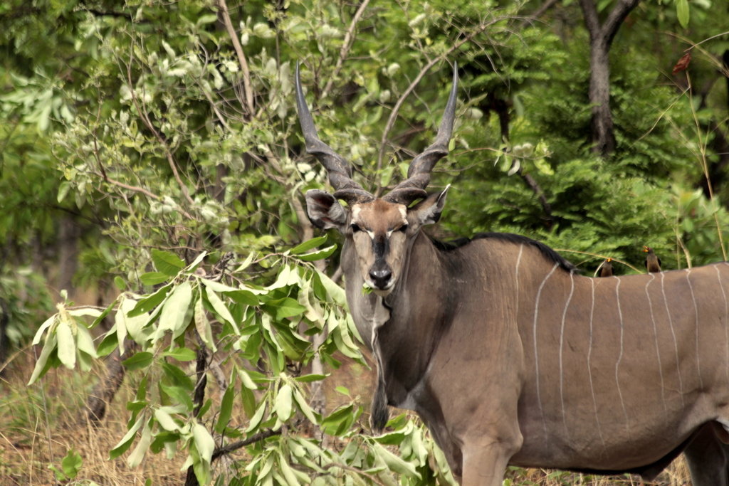 Giant Eland (Tragelaphus derbianus) - Know Your Mammals