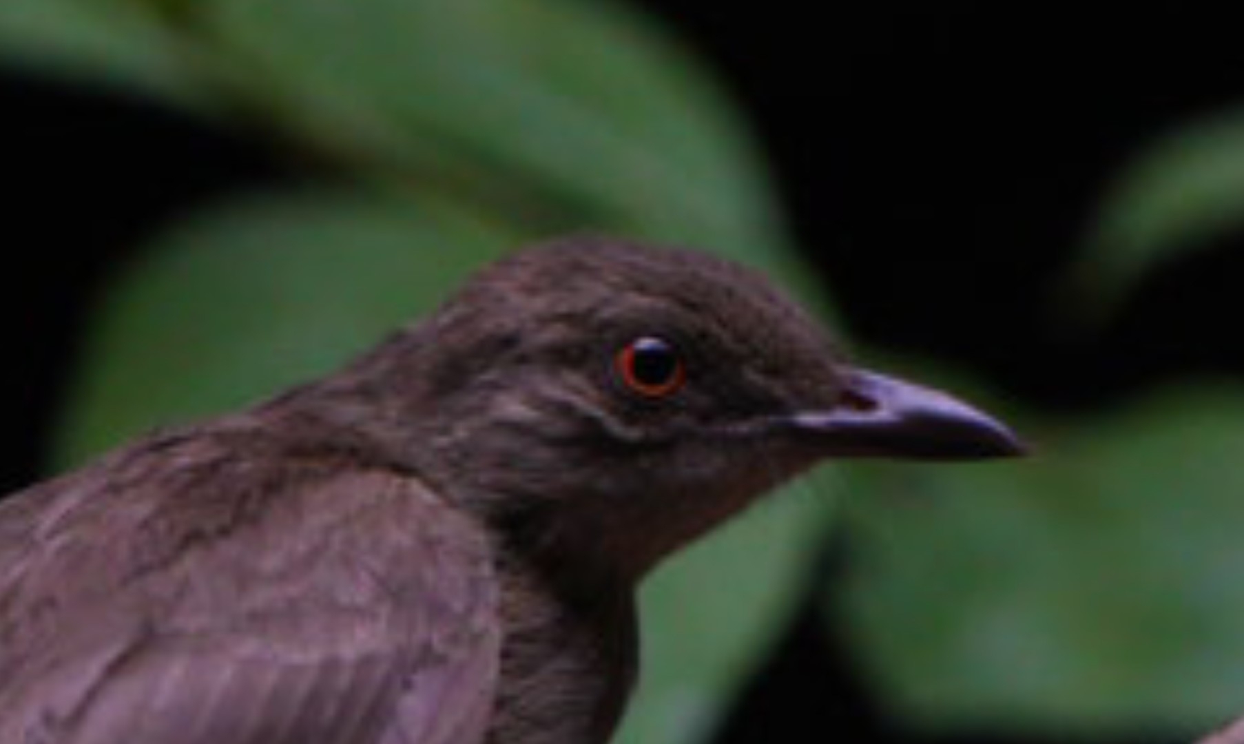 Pycnonotus brunneus Blyth, 1845