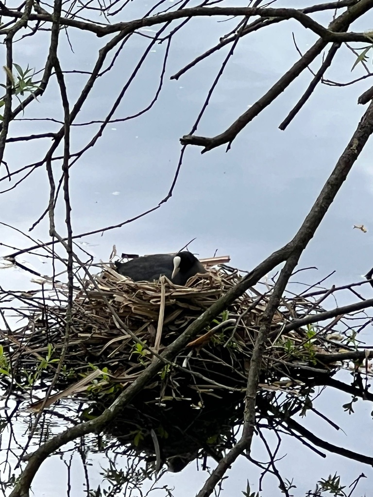 Eurasian Coot from Perry Reservoir, Birmingham, England, GB on May 01 ...