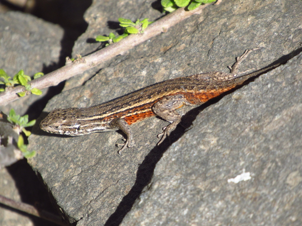 Dusky Smooth-throated Lizard (Liolaemus fuscus) - Snakes and Lizards