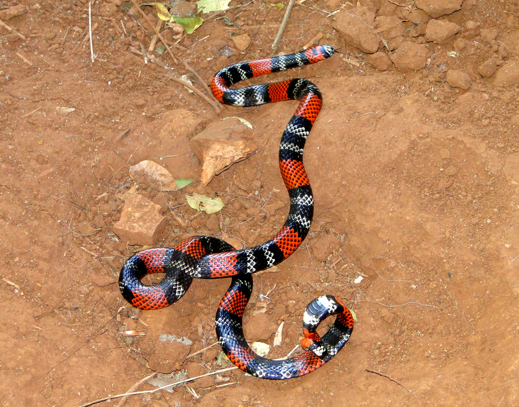 Uruguayan Coralsnake (Micrurus altirostris) - Snakes and Lizards