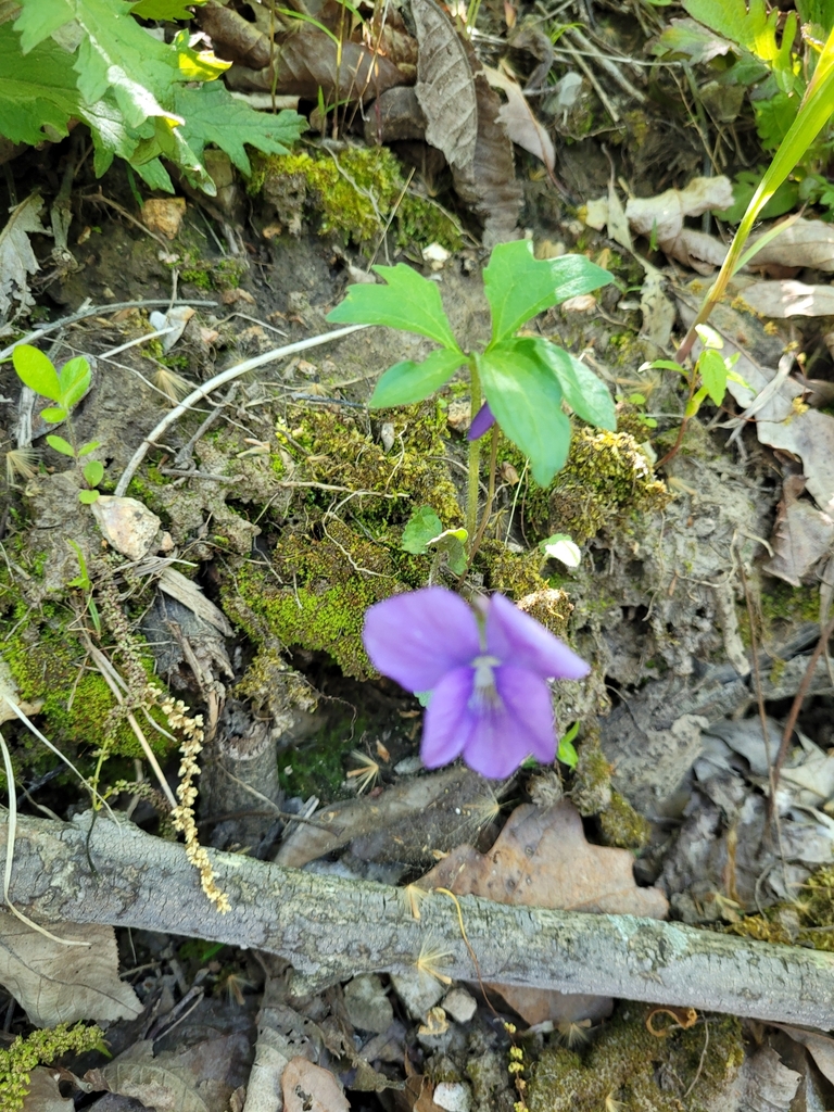 three-lobed violet from Lake St Louis, MO 63367, USA on May 1, 2023 at ...